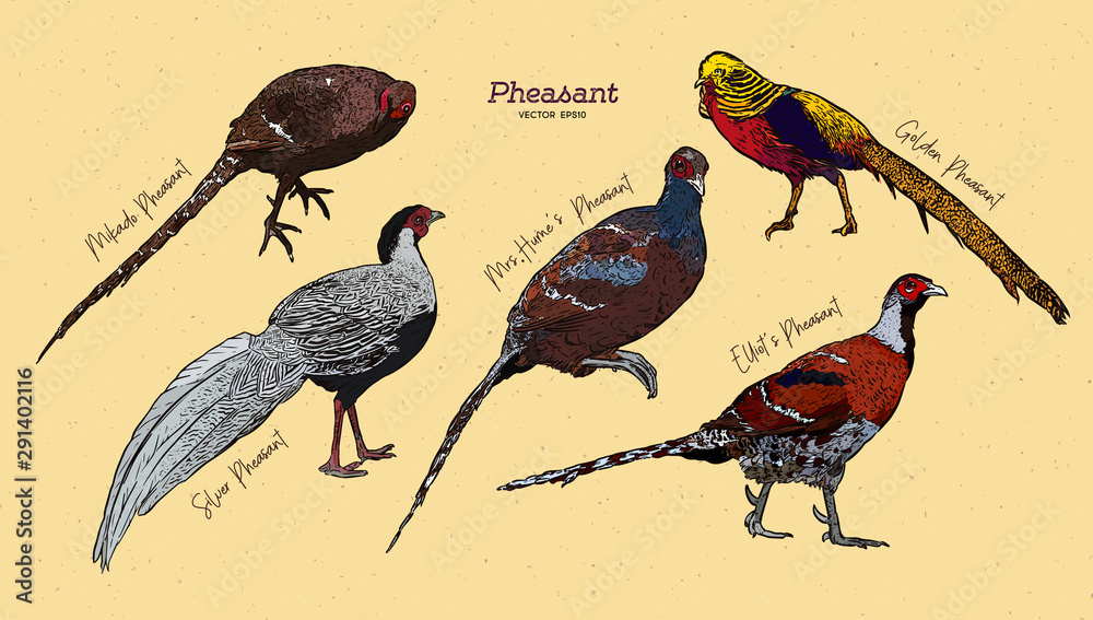 Pheasant Collection, hand draw sketch vector. Stock Vector | Adobe Stock