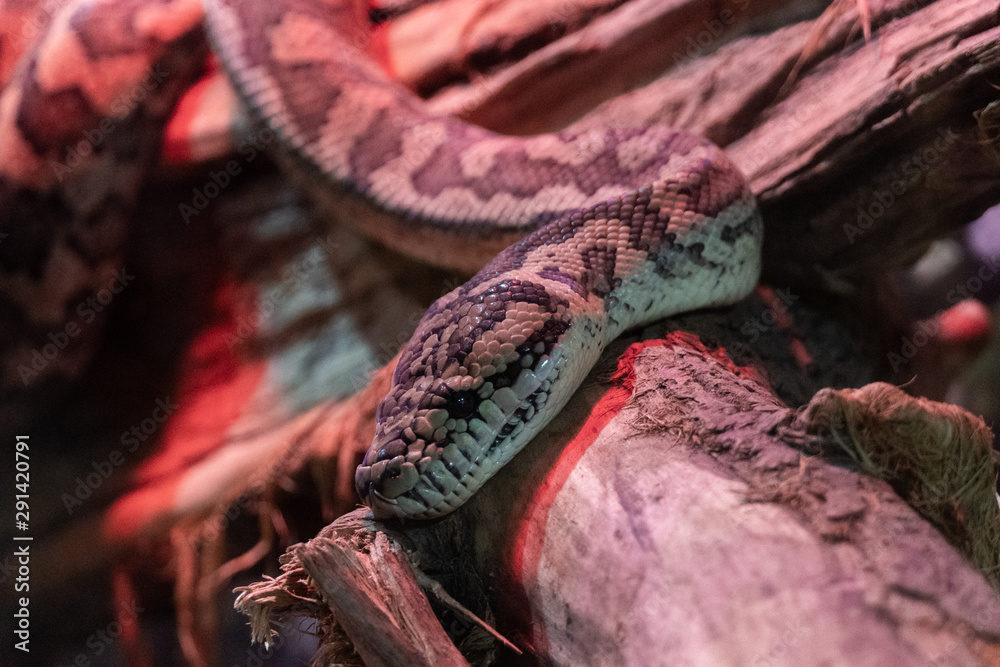 Mordida De Python Reticulada