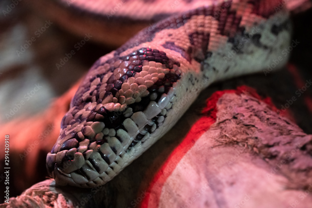 Foto de Morelia spilota variegata. Photo of reticulated python head in ...