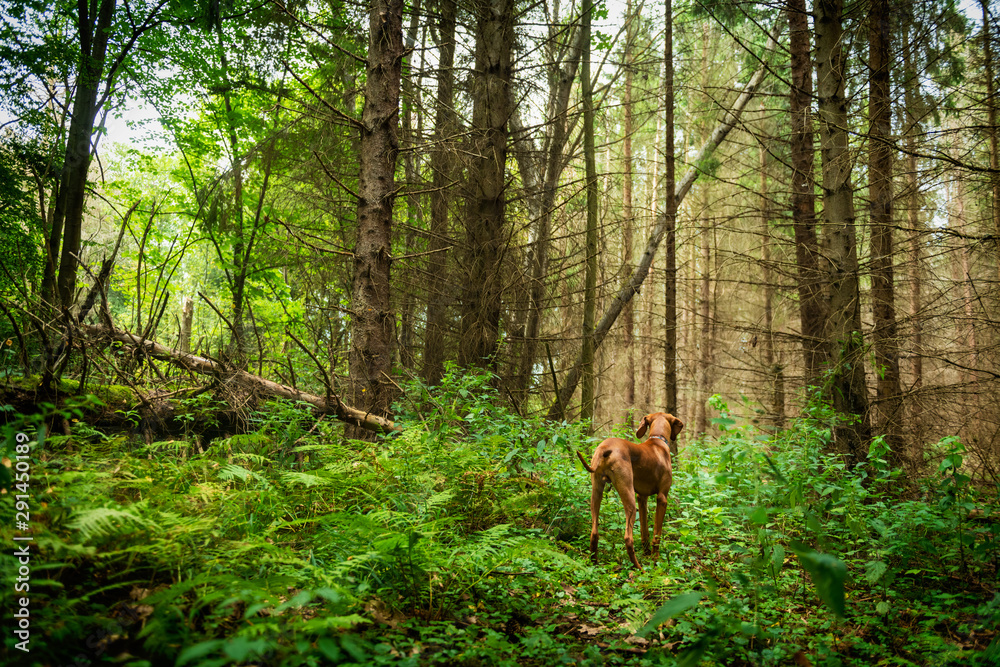 Magyar vizsla a hungarian hunting dog, during walk in a forest. Stock ...