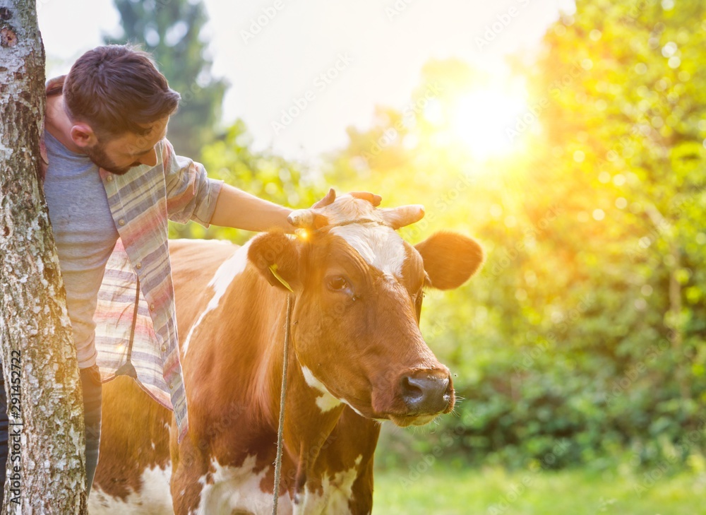 Attractive male farmer tending his cow in farm with yellow lens flare ...