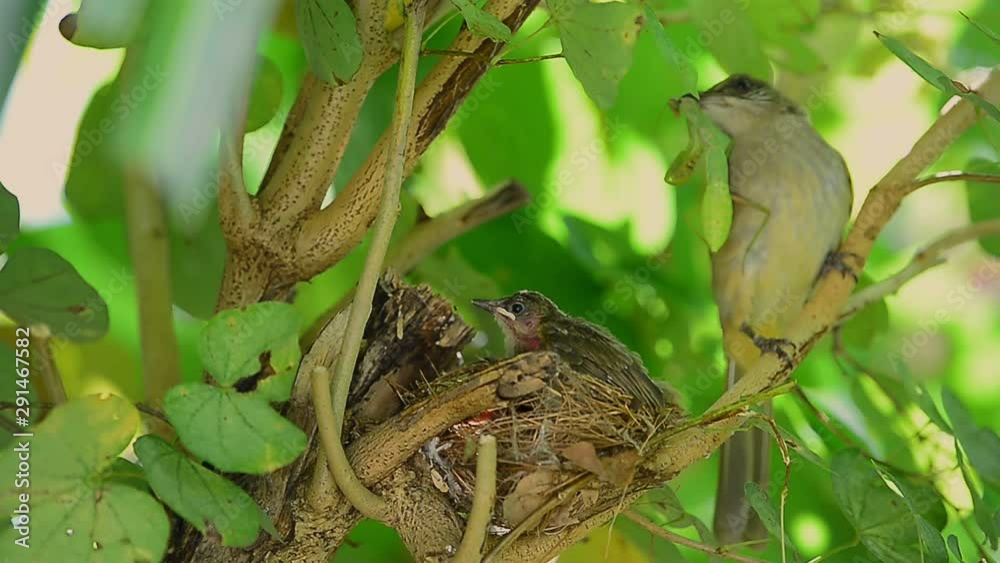 Stockvideo Beautiful mother bulbul bird feeding baby with big green ...
