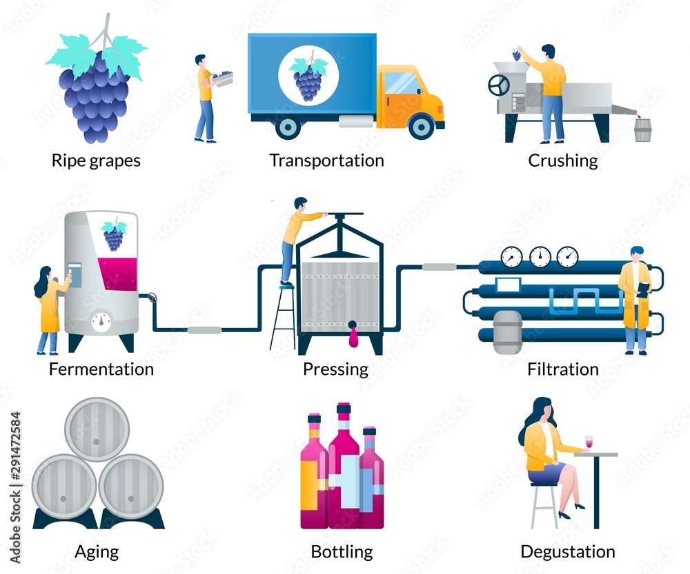 Stages of wine making process, vector isolated illustration Stock ...