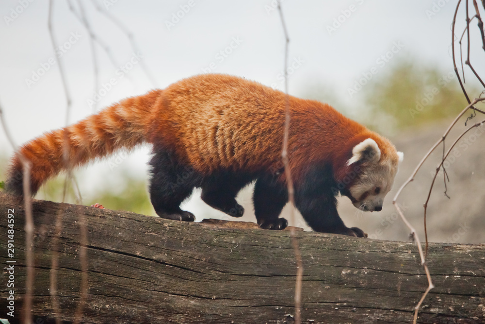 Red Panda Raccoon Related To