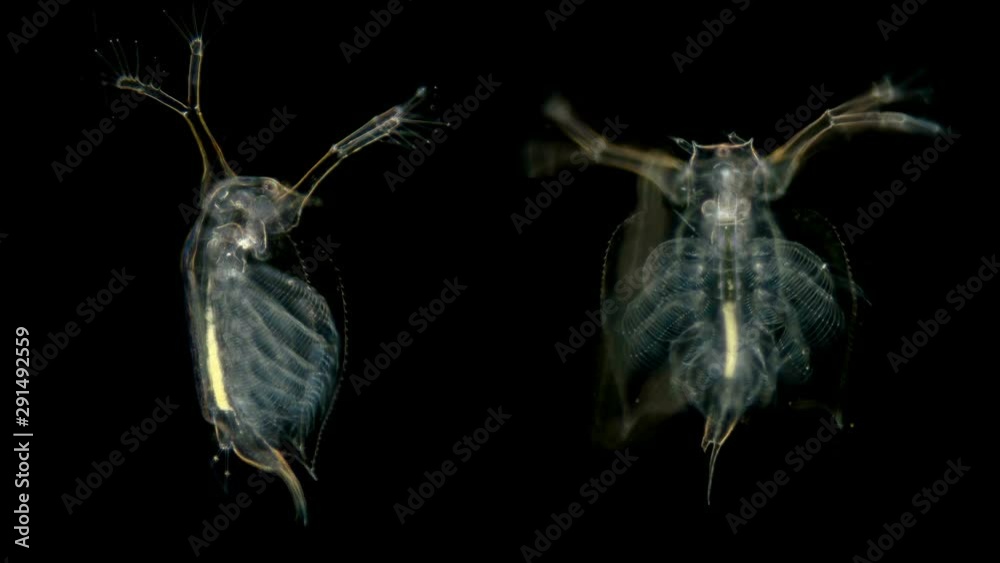 The zooplankton and plankton of the Black Sea under a microscope ...