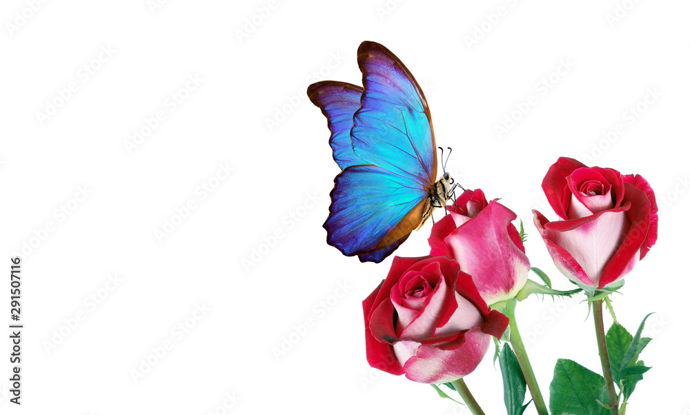 Blue Butterfly On Rose