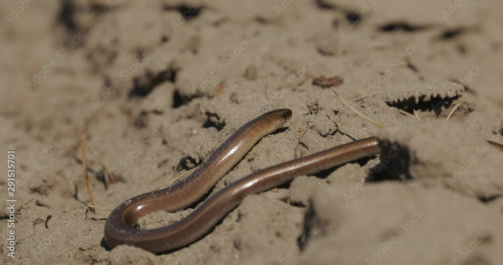 Anguis Fragilis Is A Legless Lizard Reptile Native To Eurasia. Deaf ...