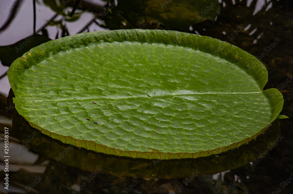 Floating curvy leaves of Victoria cruziana (Santa Cruz water lily ...