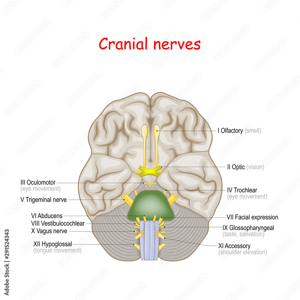 Cranial Nerves Human Brain