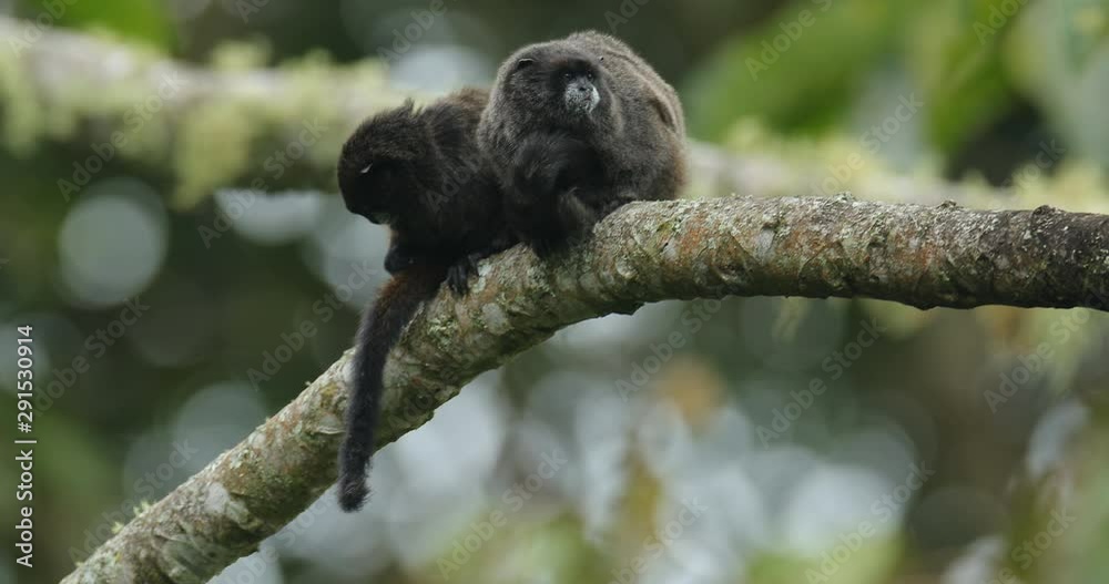 Black Mantle Tamarin, Saguinus nigricollis, monkey from Sumaco National ...