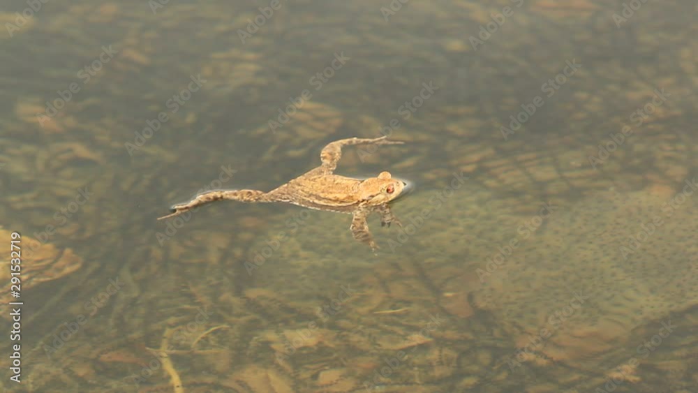 Common toad, a male floating on the surface of a pond, mating with ...