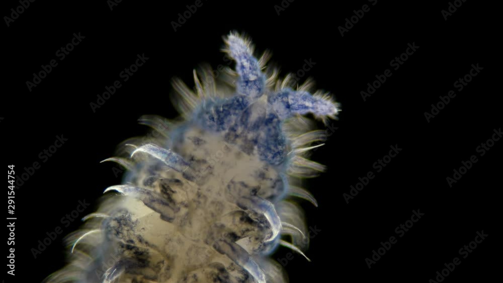 insect Collembola is a subclass of Arthropoda, lives in soil, trees ...