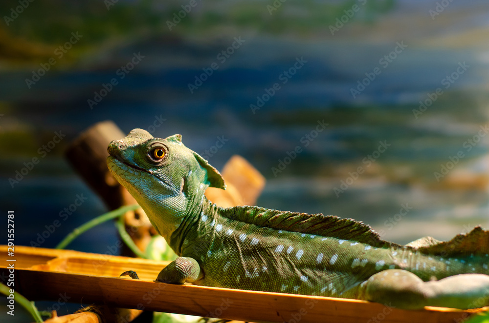The common basilisk (Basiliscus basiliscus) is a species of lizard in ...