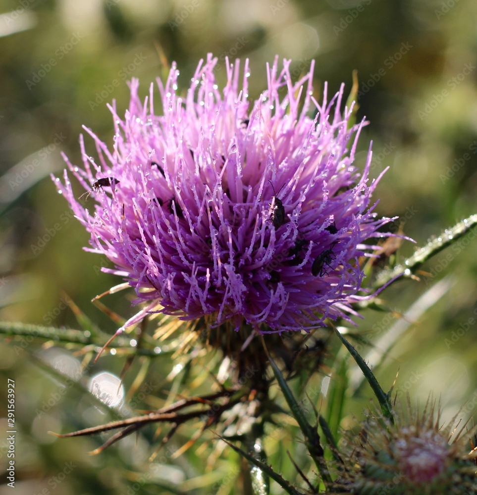 Field Of Purple Thistle