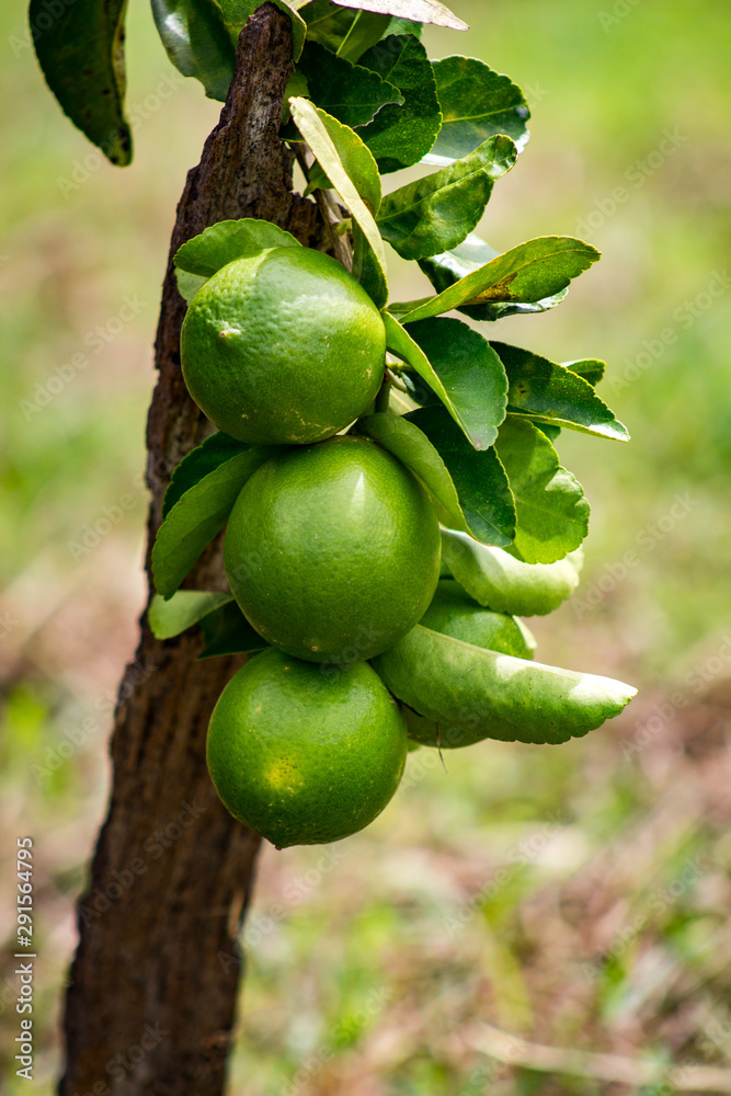 Lemon tree, lemon, limón, tree, árbol, nature, bio, juice, jugo, green ...