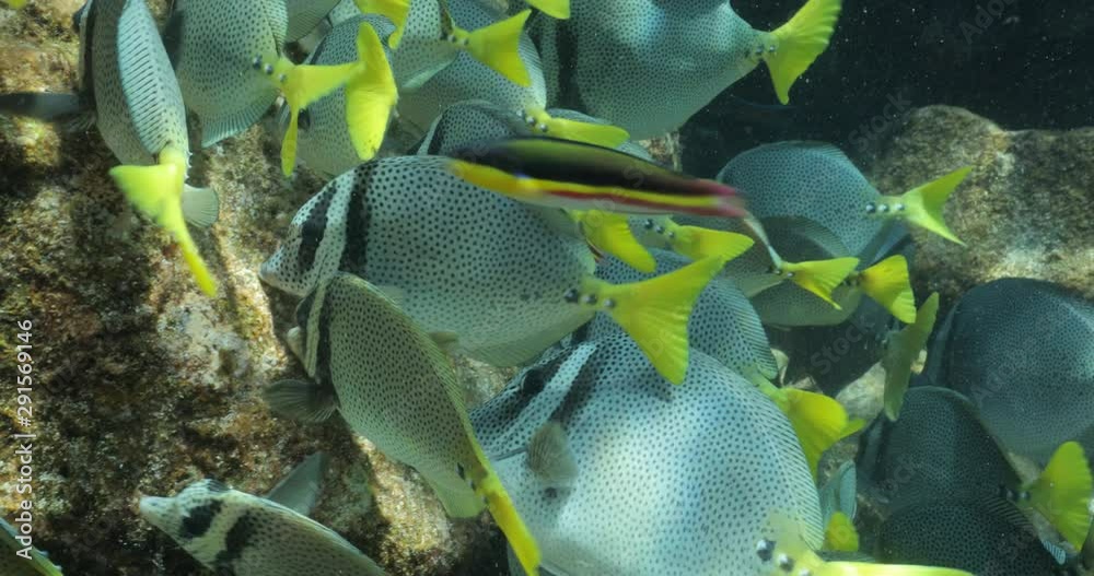 School of Cortez rainbow wrasse and Yellowtail surgeonfish on the reefs ...