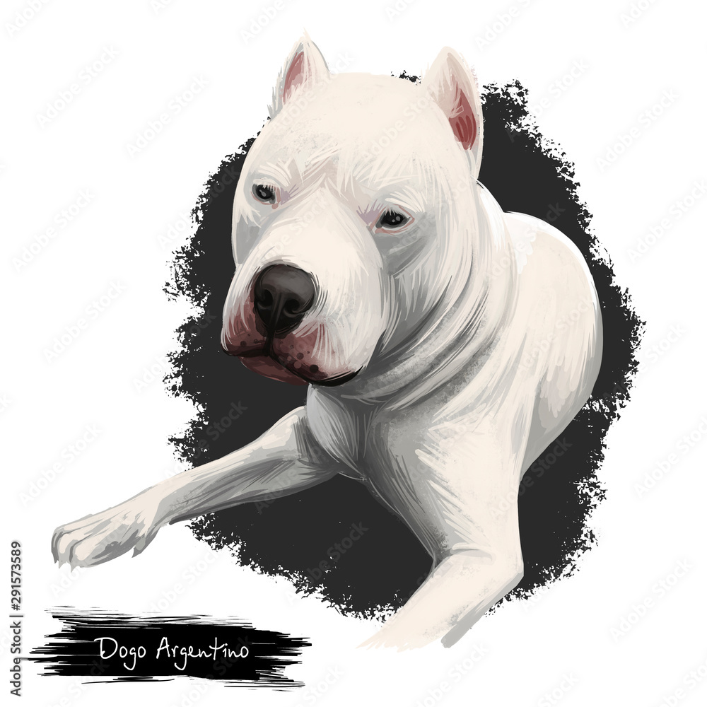 Dogo Argentino, Argentine Dogo, Argentine Mastiff dog digital art ...