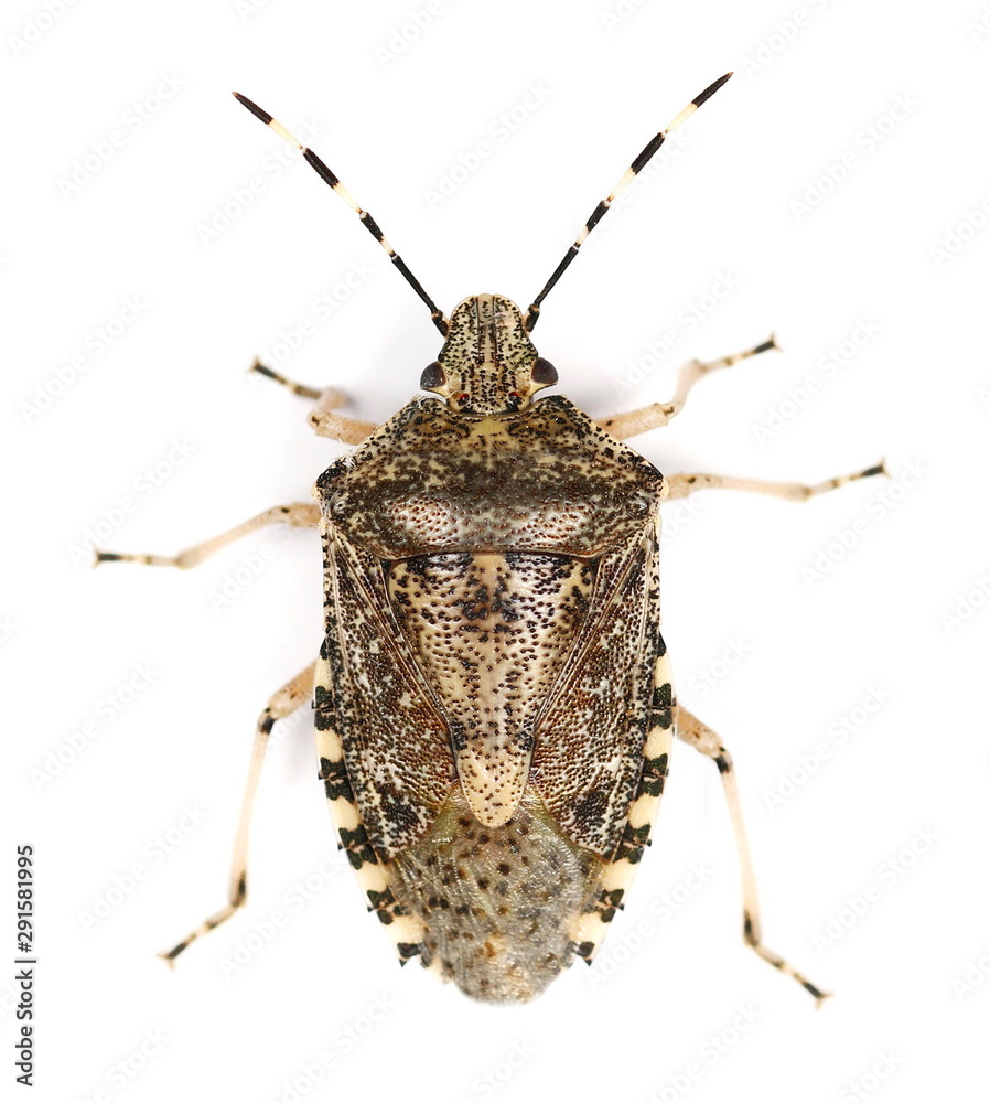 Brown Marmorated Stink Bug isolated on white background, with clipping ...