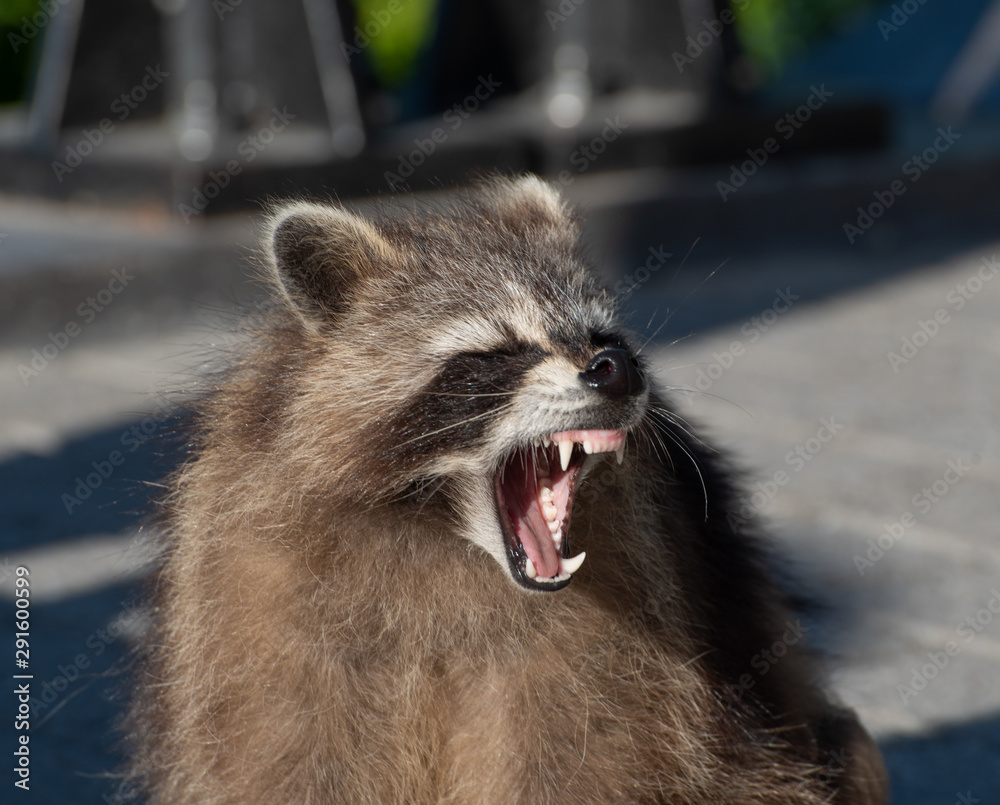 A racoon showing its teeth Stock-Foto | Adobe Stock