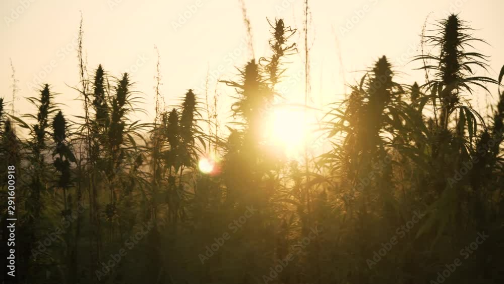 4k resolution video of sun shining trough silhouette cannabis leafs and ...