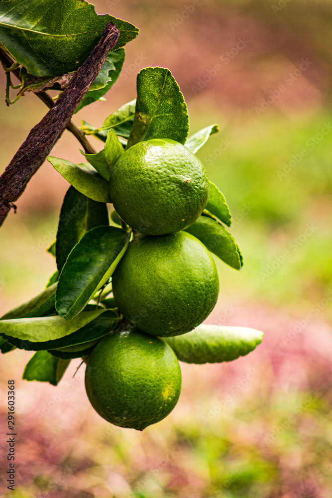 Lemon tree, lemon, limón, tree, árbol, nature, bio, juice, jugo, green ...