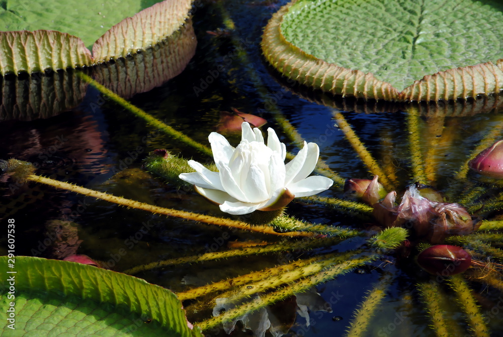 Victoria amazonica or Victoria regia, the largest of the Nymphaeaceae ...