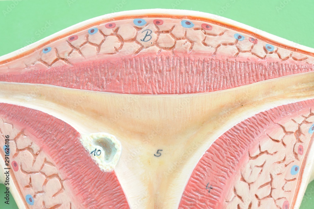 human uterus anatomy model Stock Photo | Adobe Stock