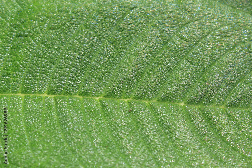 Textura de una hoja. Stock Photo | Adobe Stock