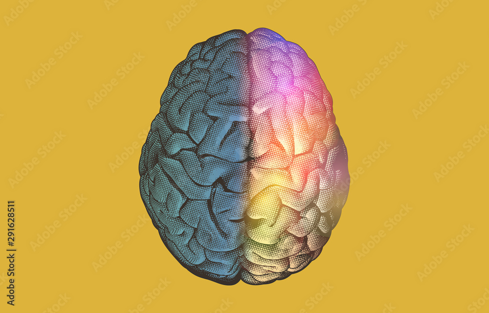 Left and right brain hemispheres functions illustration Stock Vector ...
