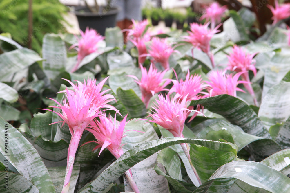 Foto de Pink flowers Bromeliads are the only tree species with ...