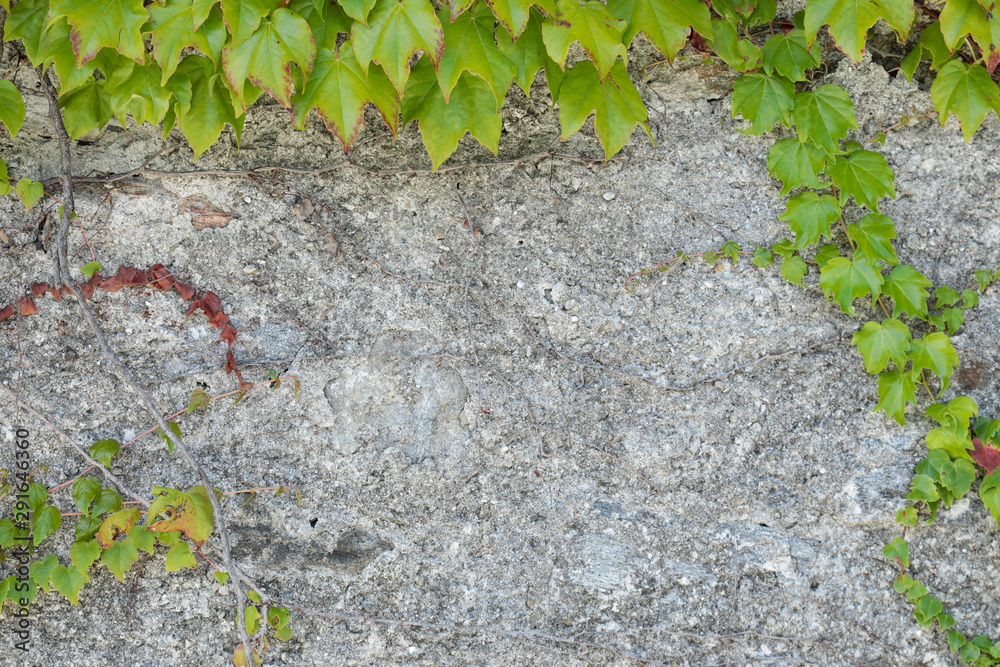 stone wall with leaves, green moos, cracked wall structure for a ...