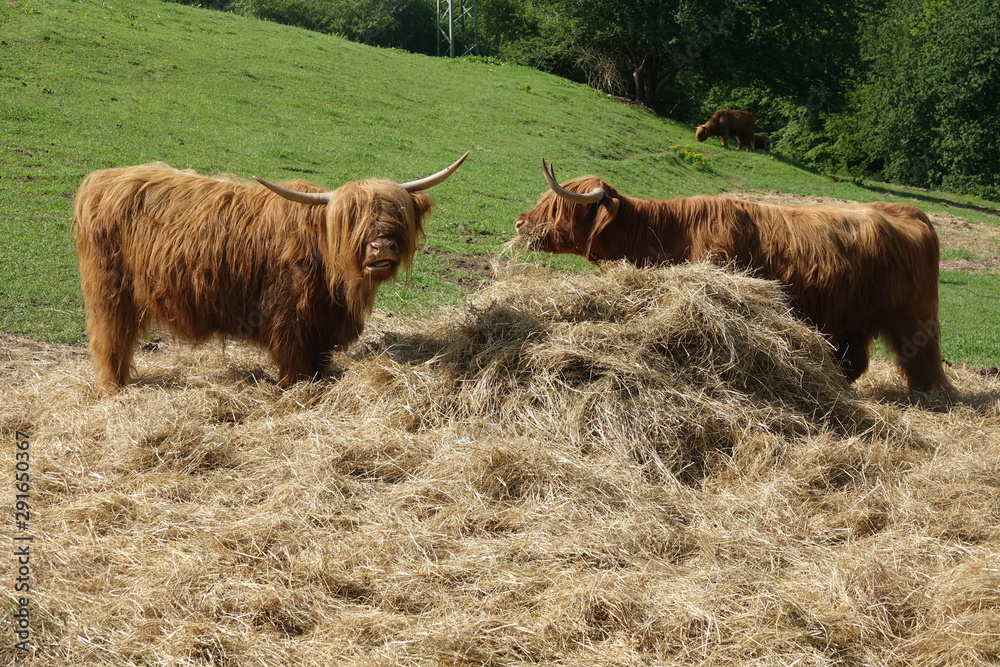 Schottisches Hochlandrind Stock Photo | Adobe Stock
