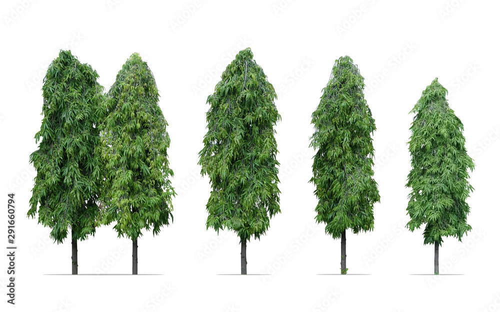 trees isolated on white background Stock Photo | Adobe Stock