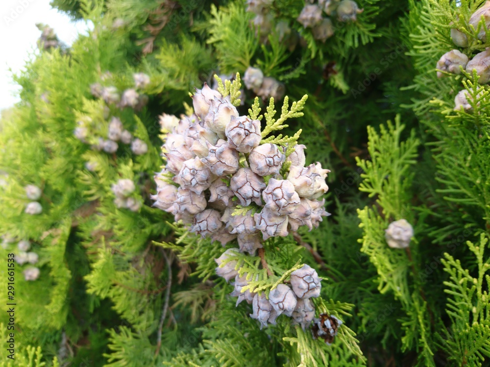 cupressus cones clump Stock Photo | Adobe Stock