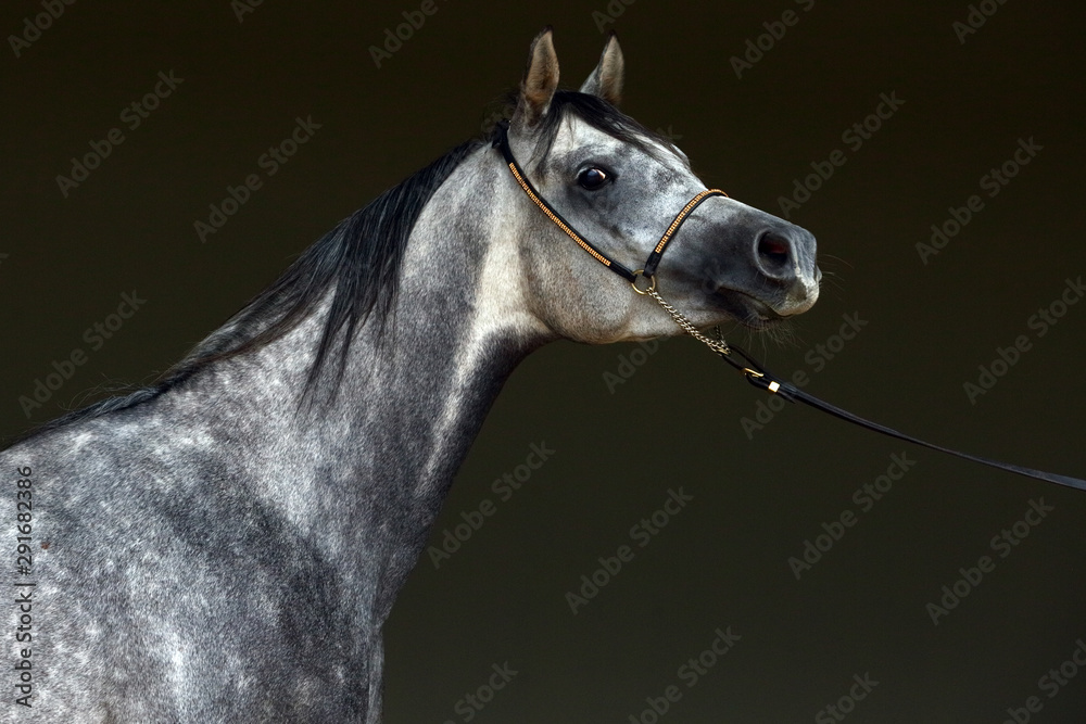 Dapple Grey Arabian Horses
