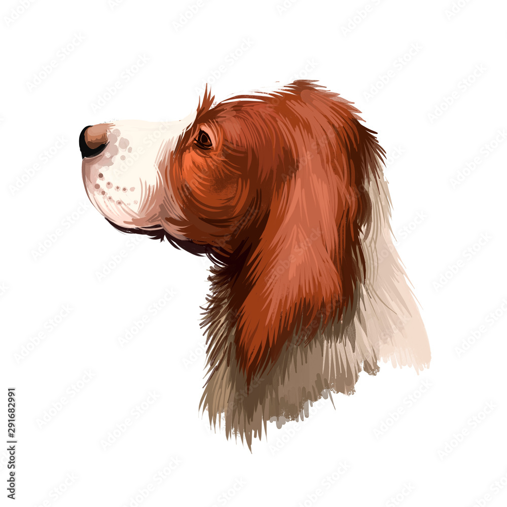 English Setter, Lawerack, Laverack, Llewellin Setter, Llewellyn Setter ...