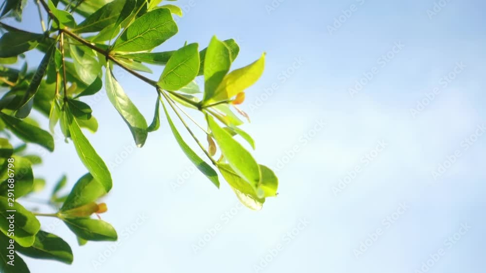 Close up leaves of Ivory Coast Almond Tree blowing in the wind with sky ...