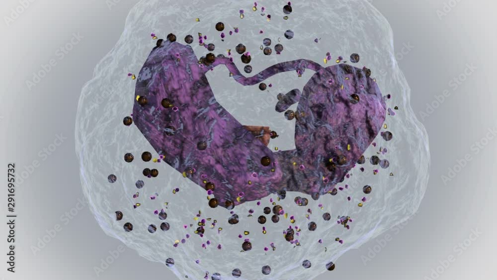 Neutrophil - rotation zoom-out on a white background - 3D animation of ...