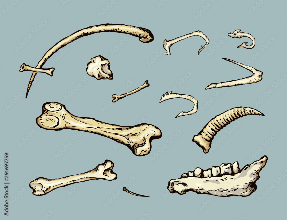 Bones. Vector drawing Stock Vector | Adobe Stock
