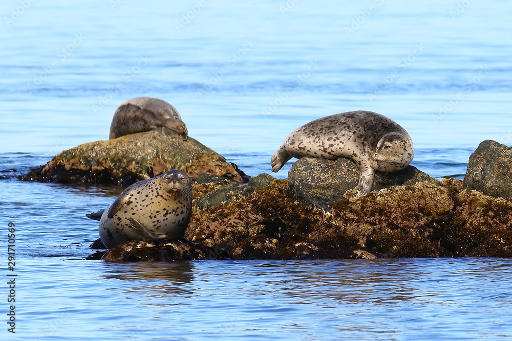 Spotted seals (largha seal, Phoca largha) laying on rocky island in sea ...
