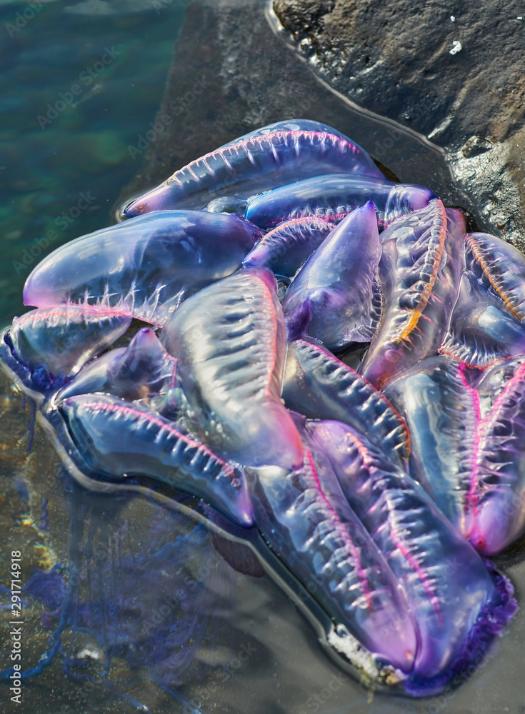 Colorful translucent Portuguese Man O War, Physalia Physalis, jellyfish ...