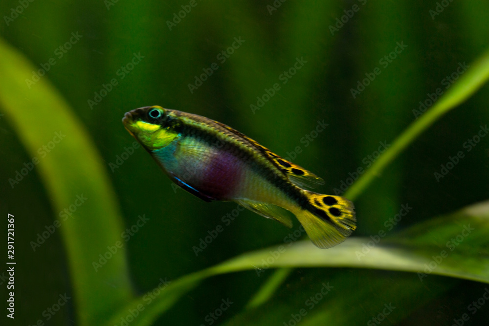 Kribensis, red krib, super-red krib, rainbow krib, rainbow cichlid ...