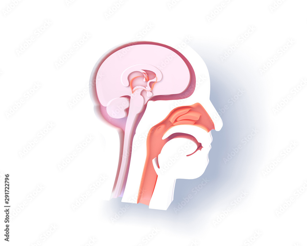 3D illustration of white human head with shadow. Showing the anatomical ...