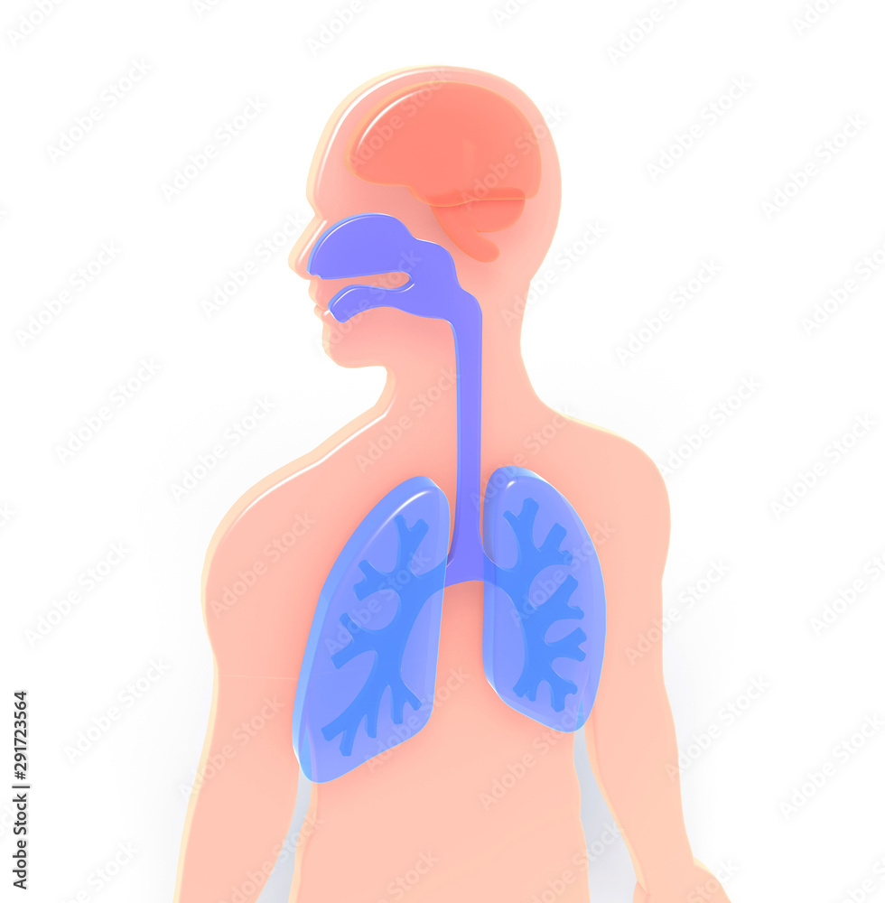 3D illustration of natural color schematic human figure showing the ...