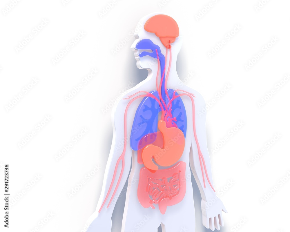 Flat 3D illustration of white human body showing internal organs with ...
