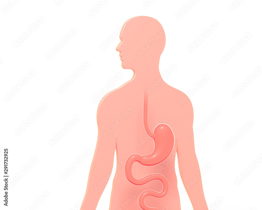 3D illustration of the digestive system from the mouth to the ...