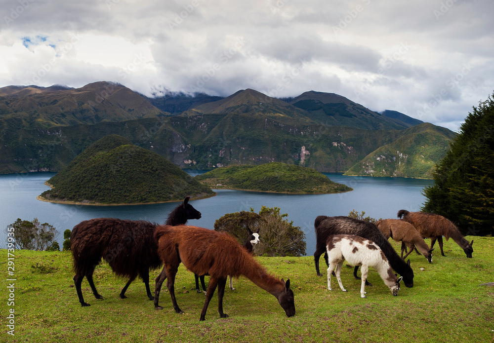 Alpacas pasturing in the farms around Cuicocha Volcanic Lagoon ...