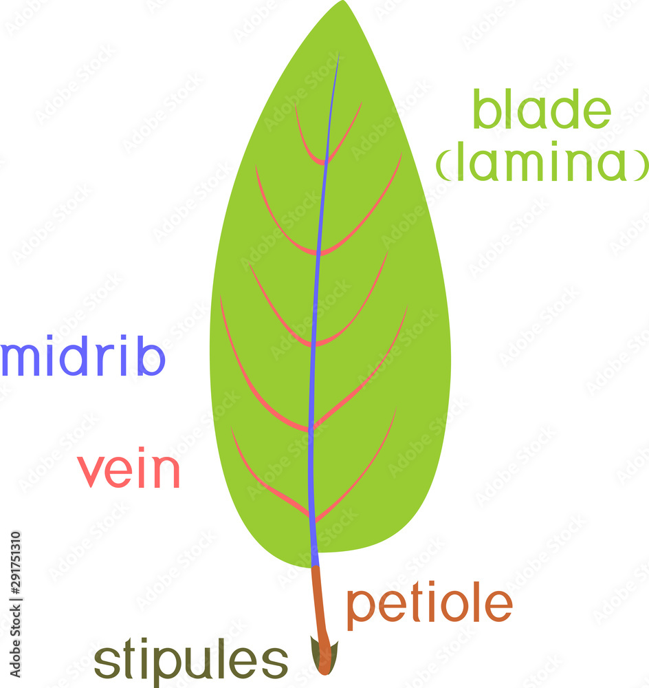 Parts of plant. Structure of plant leaf with title Stock Vector | Adobe ...