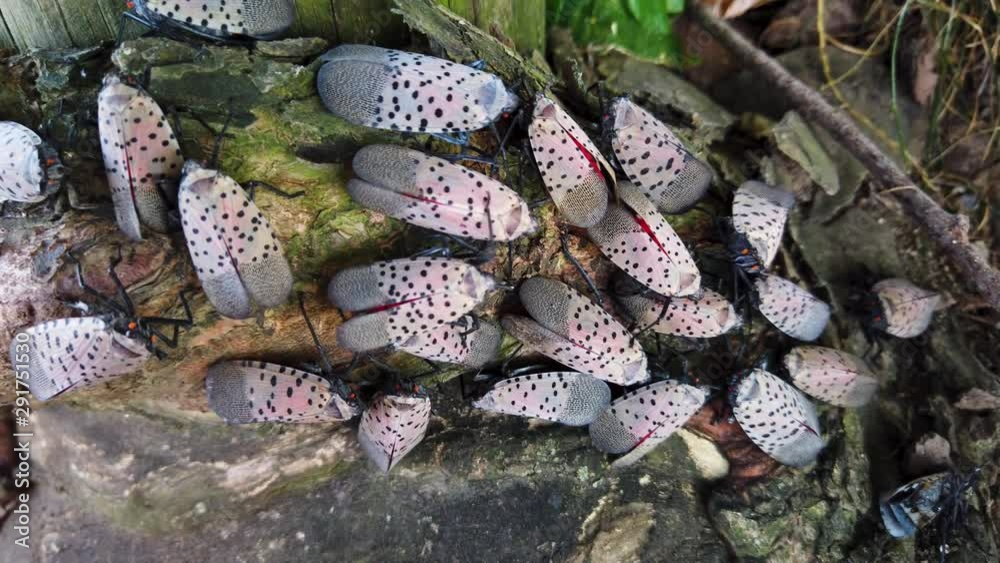 Extreme close-up of swarm of spotted lanternflies on a tree, bugs ...