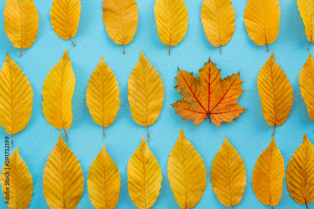 autumn leaves on a blue background, one leaf is different from the ...